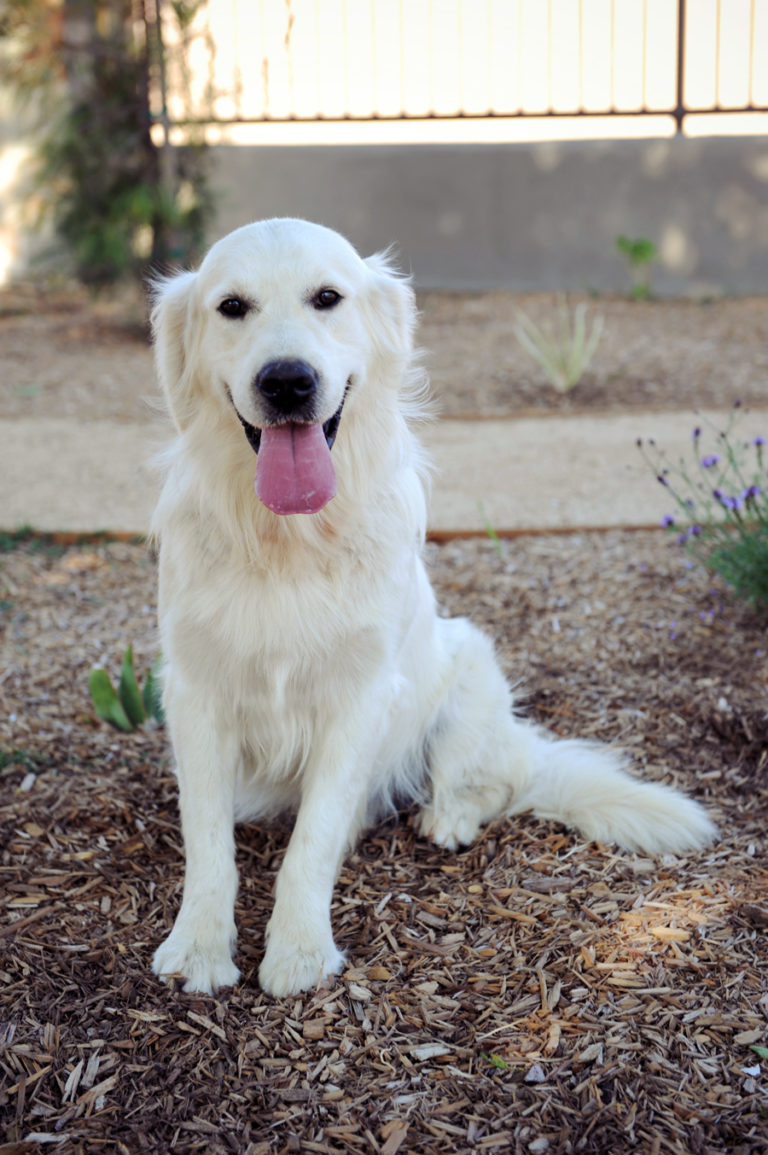 Farley - Chadwick's Goldens Chadwick's Goldens