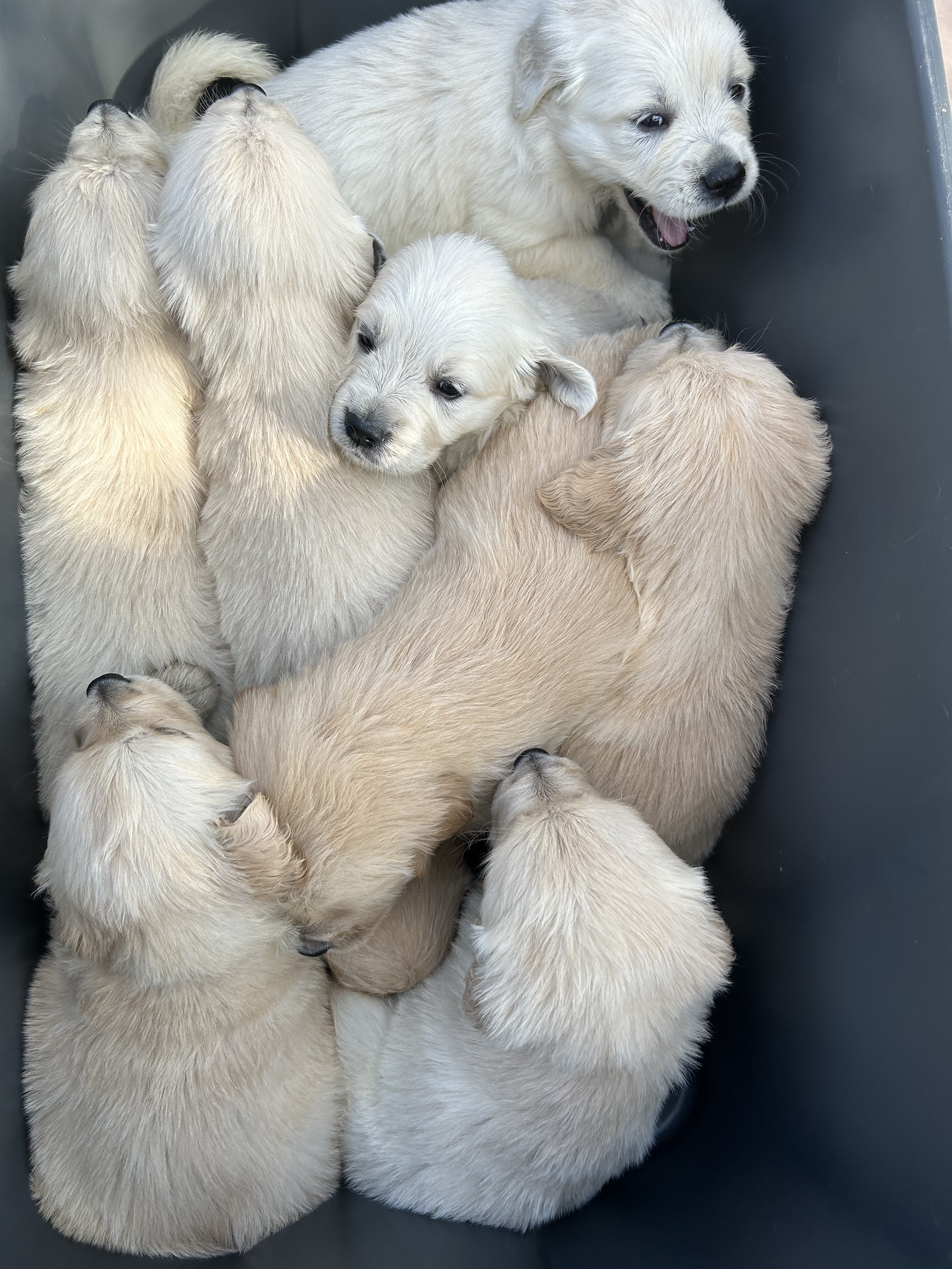 Mandy pups - Chadwick's Goldens Chadwick's Goldens
