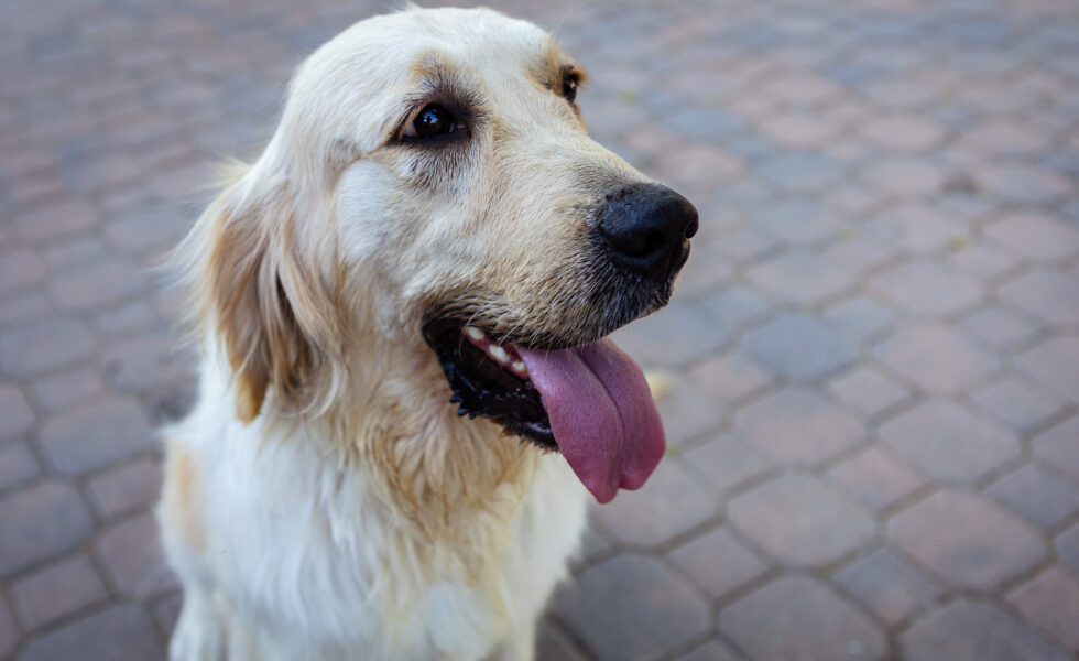 Chadwick's Golden Females Chadwick's Goldens